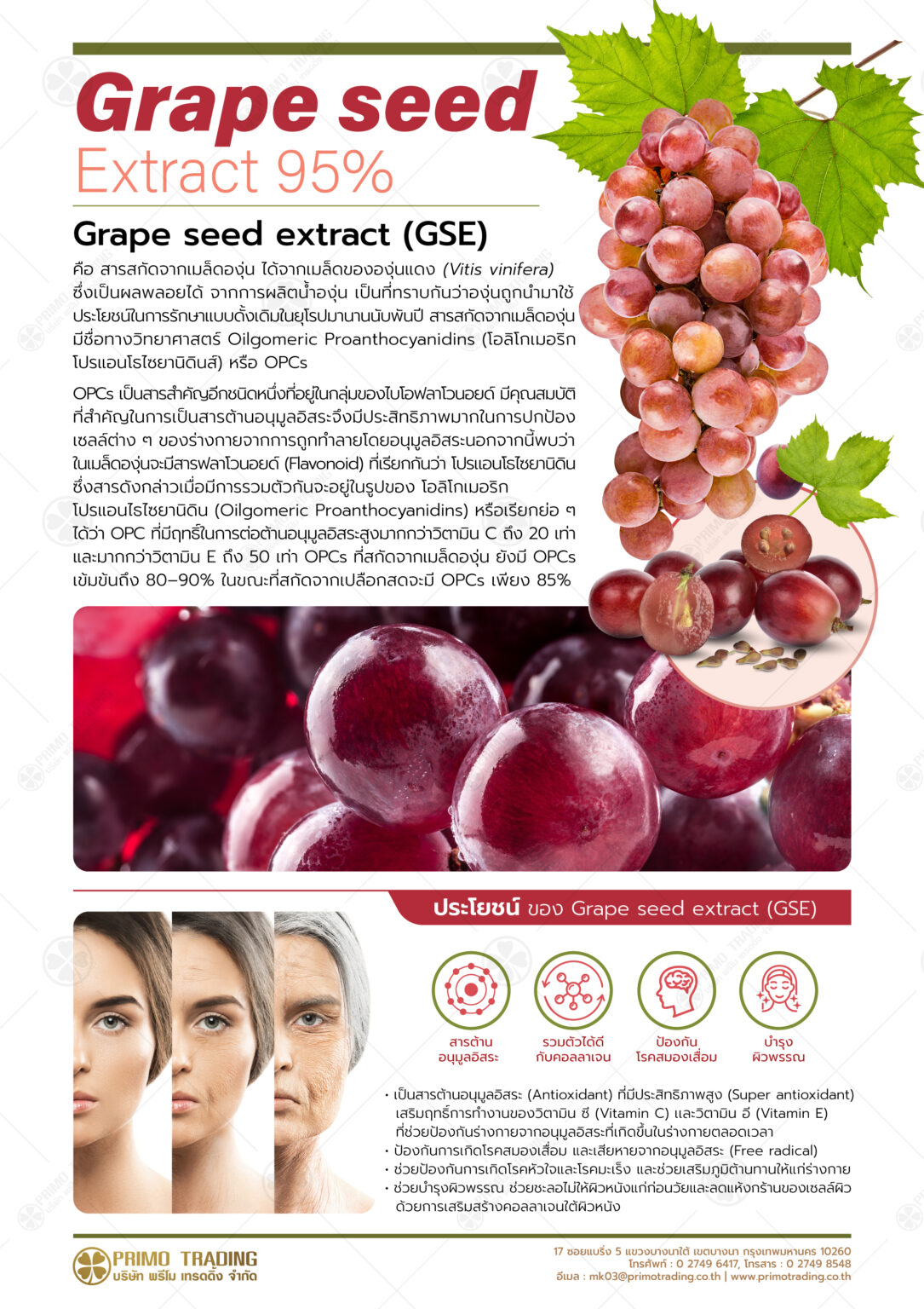 Grape Seed Extract 95% - Primo Trading Company Limited